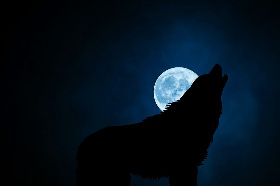 Exploring Real Werewolf Spells: Can They Make You Transform?